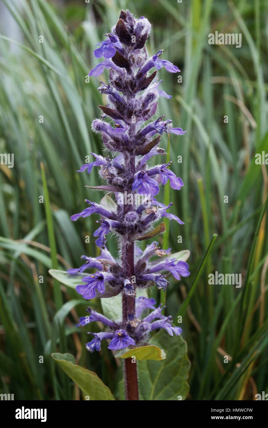 Bugle or Blue bugle (Ajuga reptans), Lamiaceae Stock Photo - Alamy