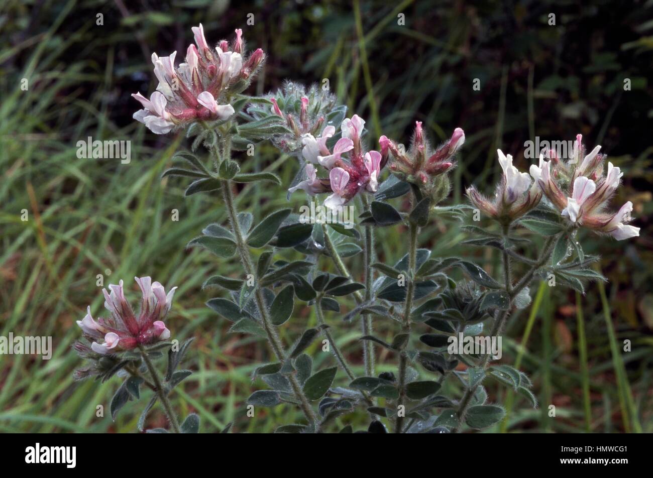 Hairy canary clover in bloom (Dorycnium hirsutum), Fabaceae Stock Photo ...