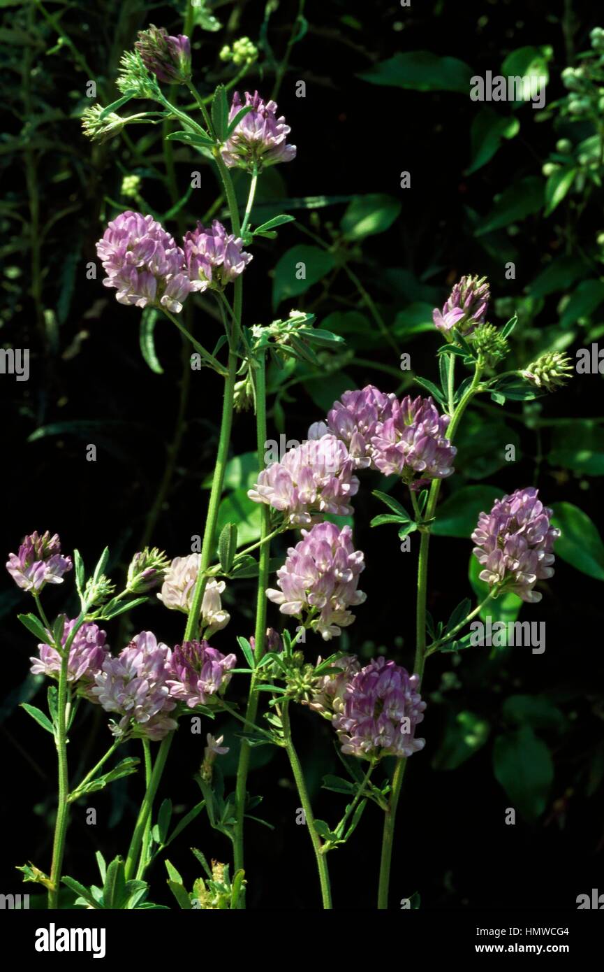 Alfalfa in bloom (Medicago sativa), Fabaceae Stock Photo - Alamy