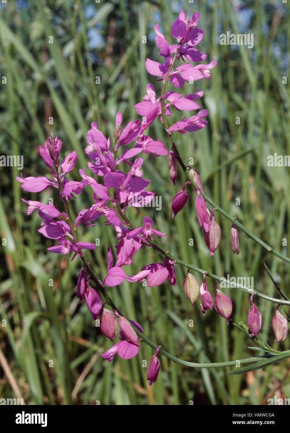 Nice Milkwort (Polygala nicaensis), Polygalaceae Stock Photo - Alamy
