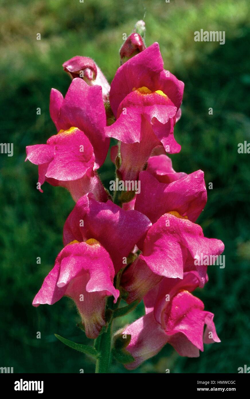Common snapdragon (Antirrhinum majus), Scrophulariaceae Stock Photo - Alamy