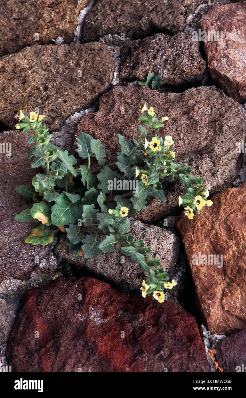 White henbane or Roundleaf henbane (Hyoscyamus albus), Solanaceae Stock ...