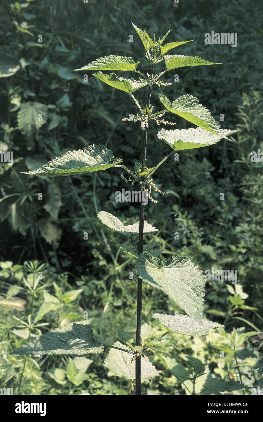 Botany - Urticaceae - Stinging Nettle (Urtica dioica Stock Photo - Alamy