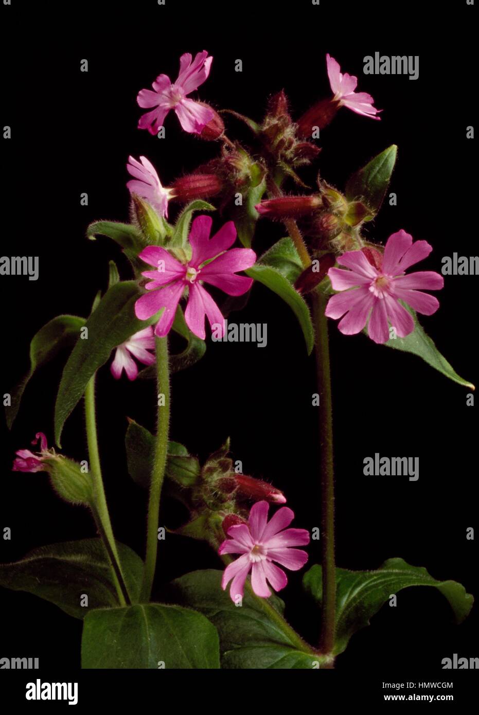 Single red campion hi-res stock photography and images - Alamy