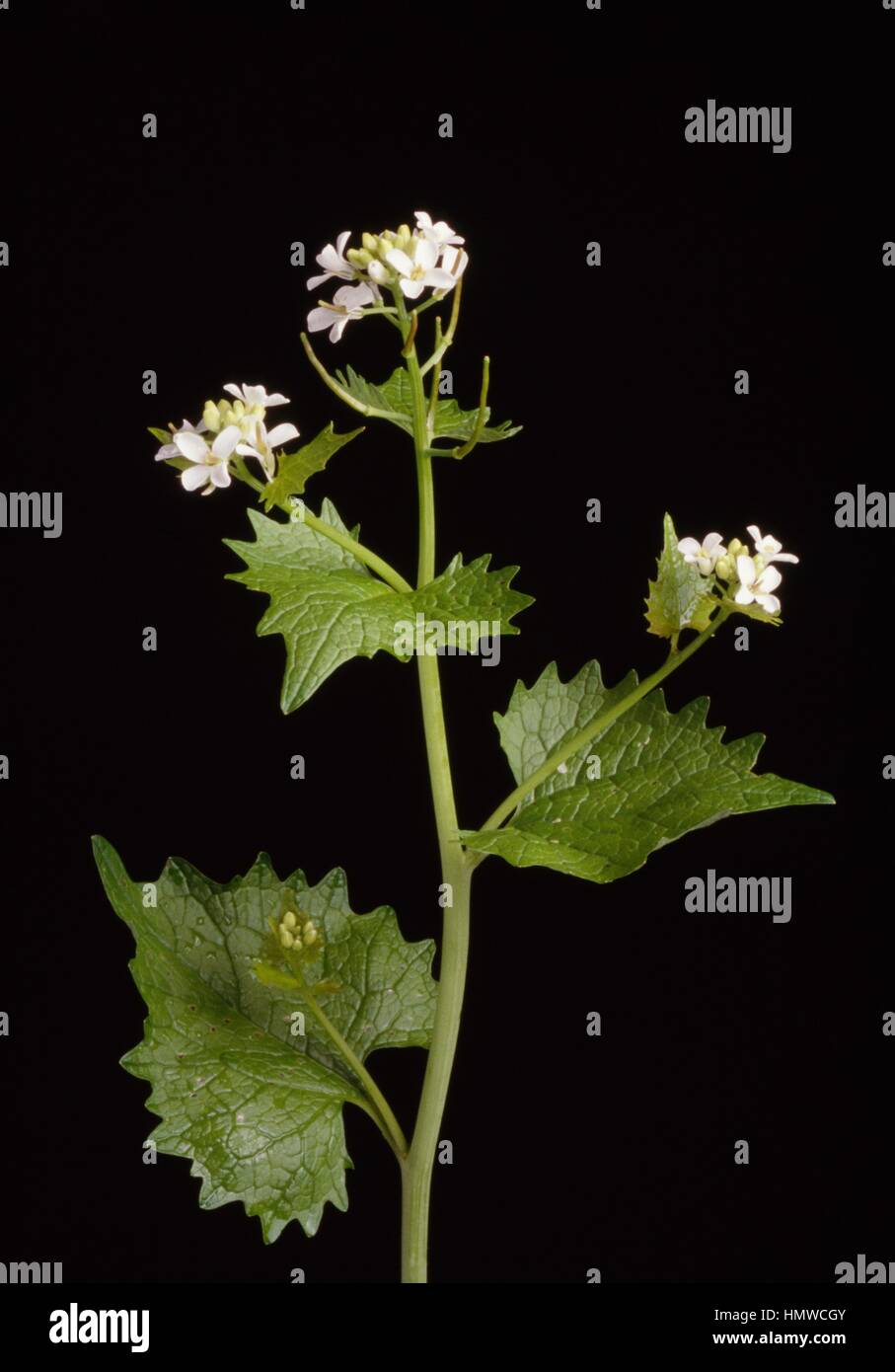 Garlic mustard in bloom (Alliaria petiolata), Brassicaceae Stock Photo ...