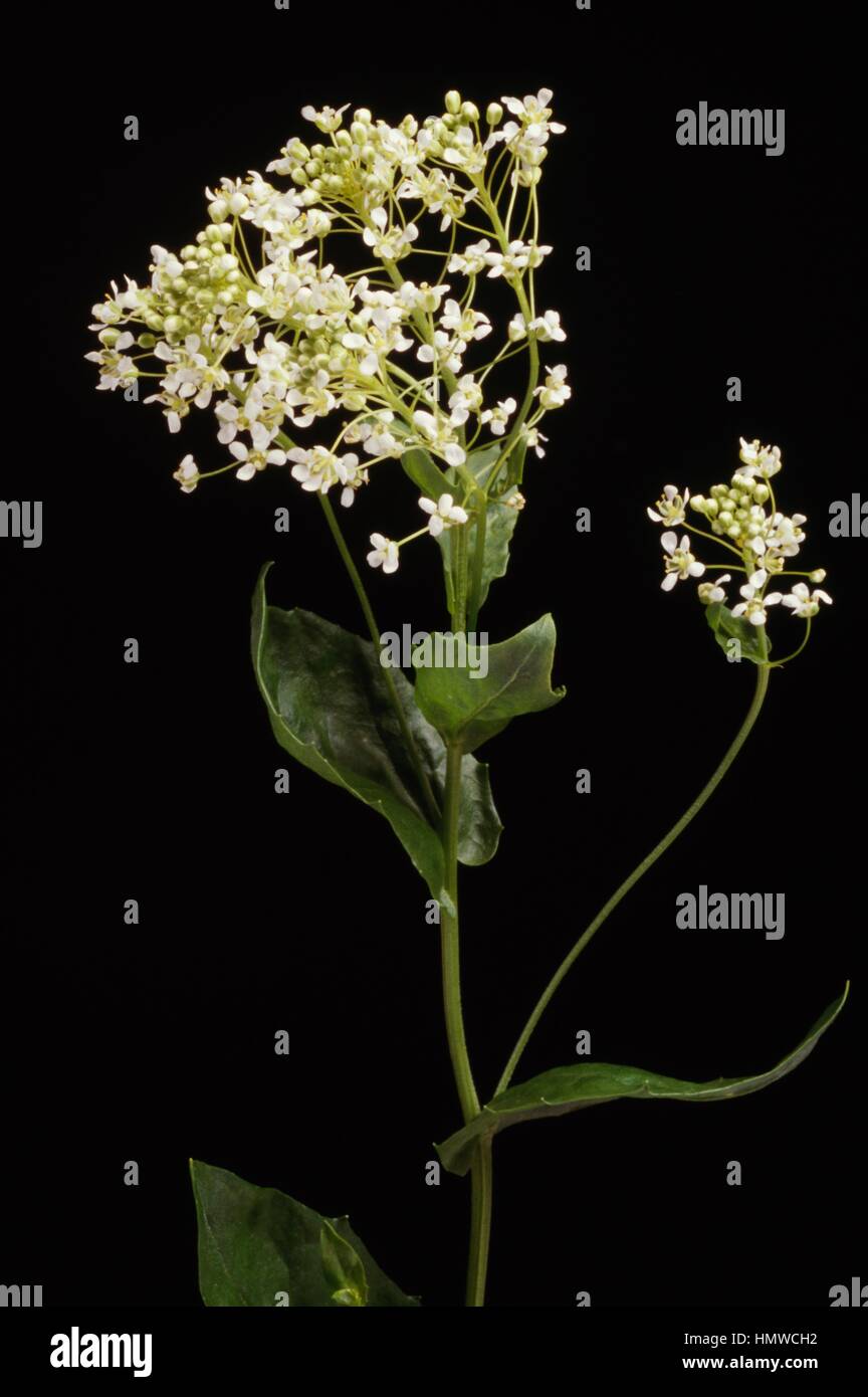 Whitetop or Hoary cress in bloom (Lepidium draba), Brassicaceae Stock ...