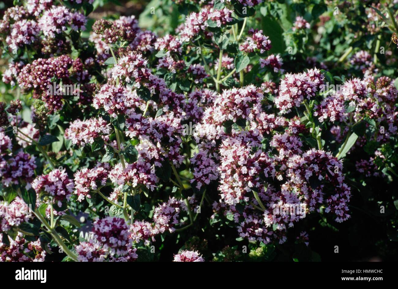 Oregano in bloom (Origanum vulgare), Lamiaceae Stock Photo - Alamy