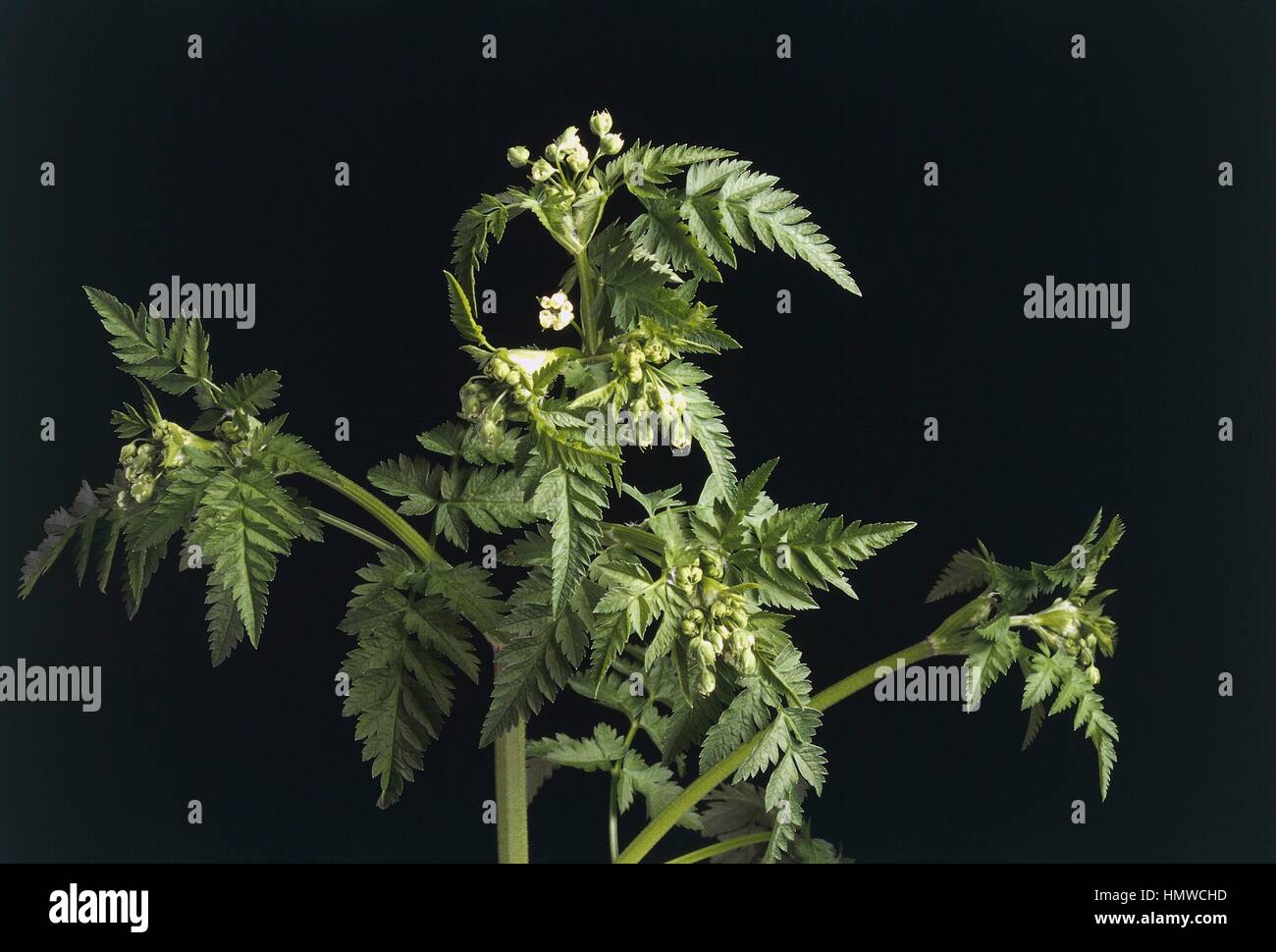 Wild chervil or Cow parsley (Anthriscus sylvestris), Apiaceae Stock ...