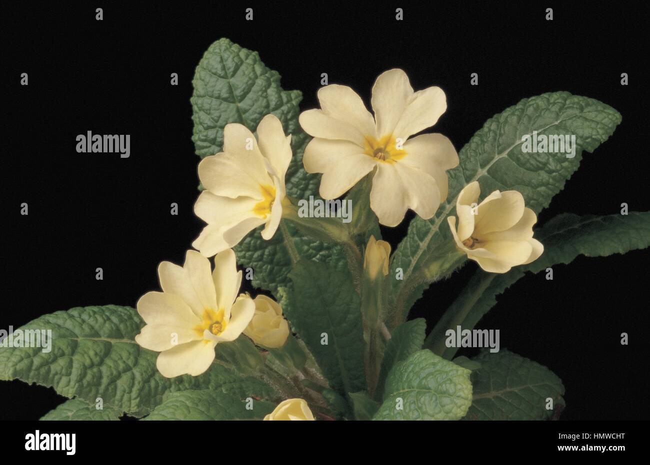 Botany - Primulaceae - Primrose (Primula vulgaris Stock Photo - Alamy