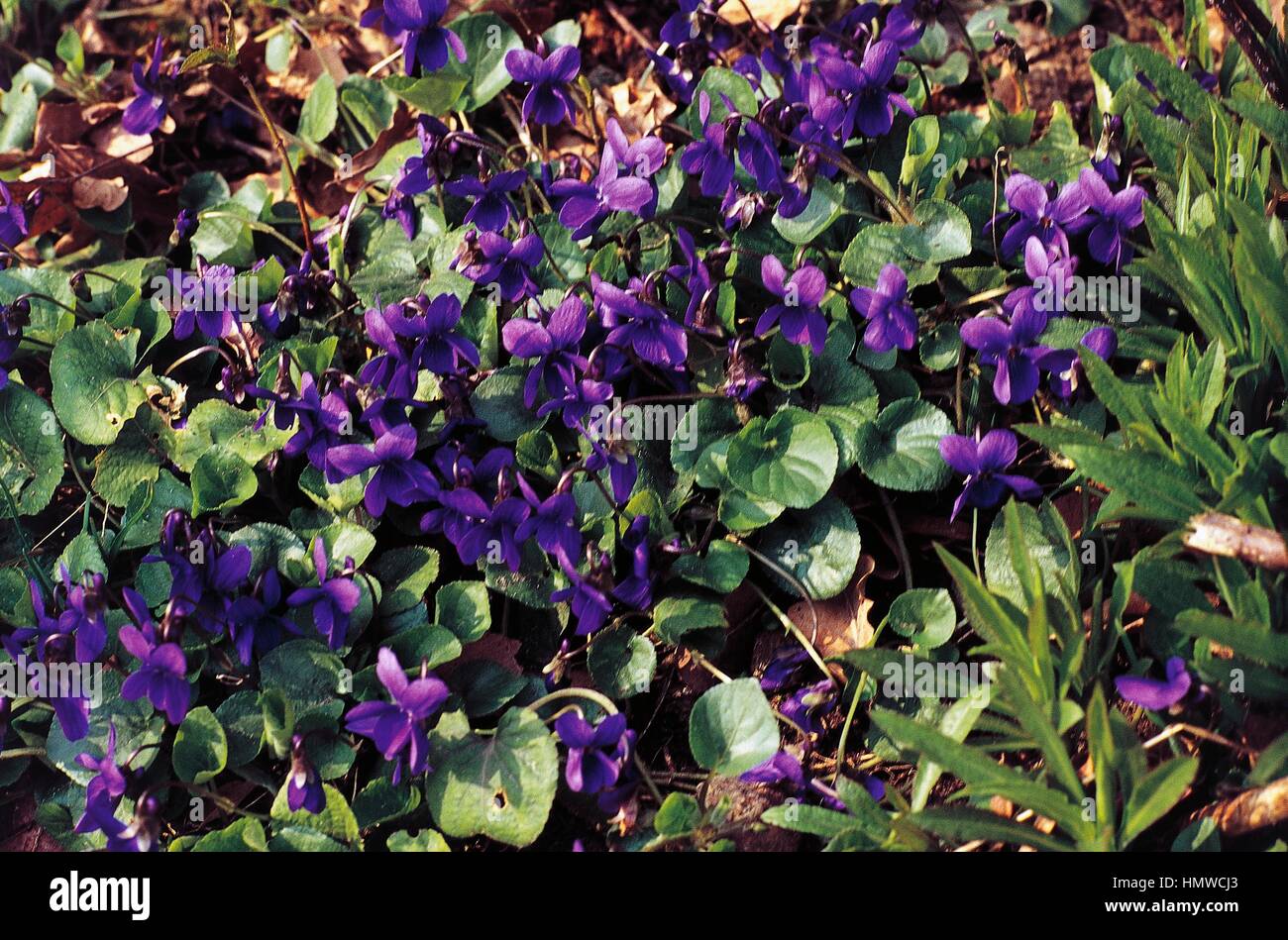 Sweet Violet (Viola odorata), Violaceae Stock Photo - Alamy