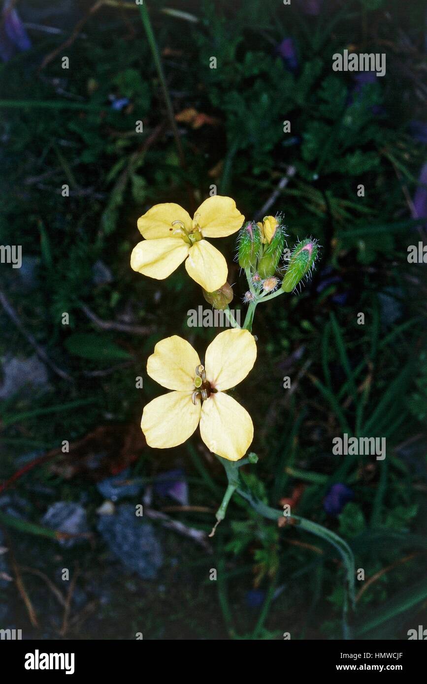 Wild Mustard or Field Mustard (Sinapis arvensis), Brassicaceae Stock ...