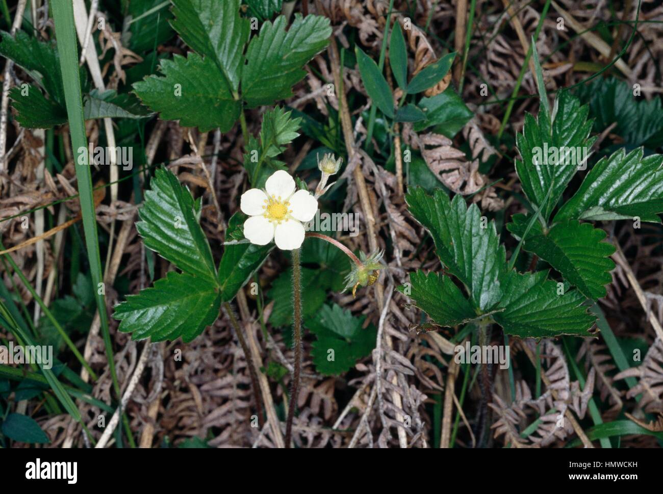 Morphology strawberry hi-res stock photography and images - Alamy