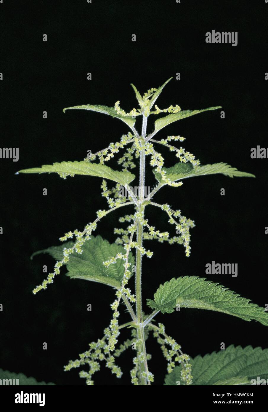 Botany - Urticaceae - Stinging Nettle (Urtica dioica Stock Photo - Alamy
