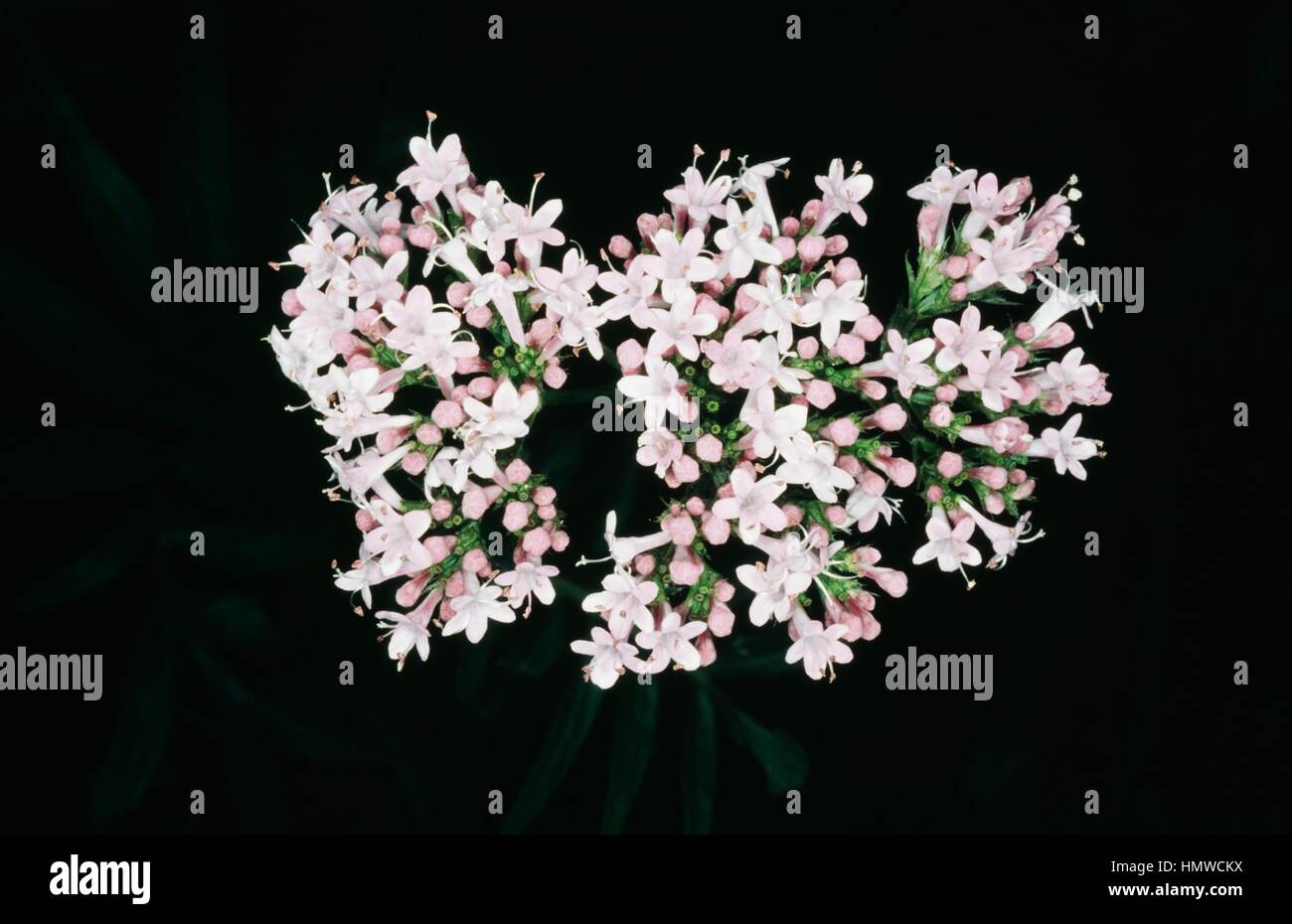 Valerian inflorescence (Valeriana officinalis), Valerianaceae Stock ...