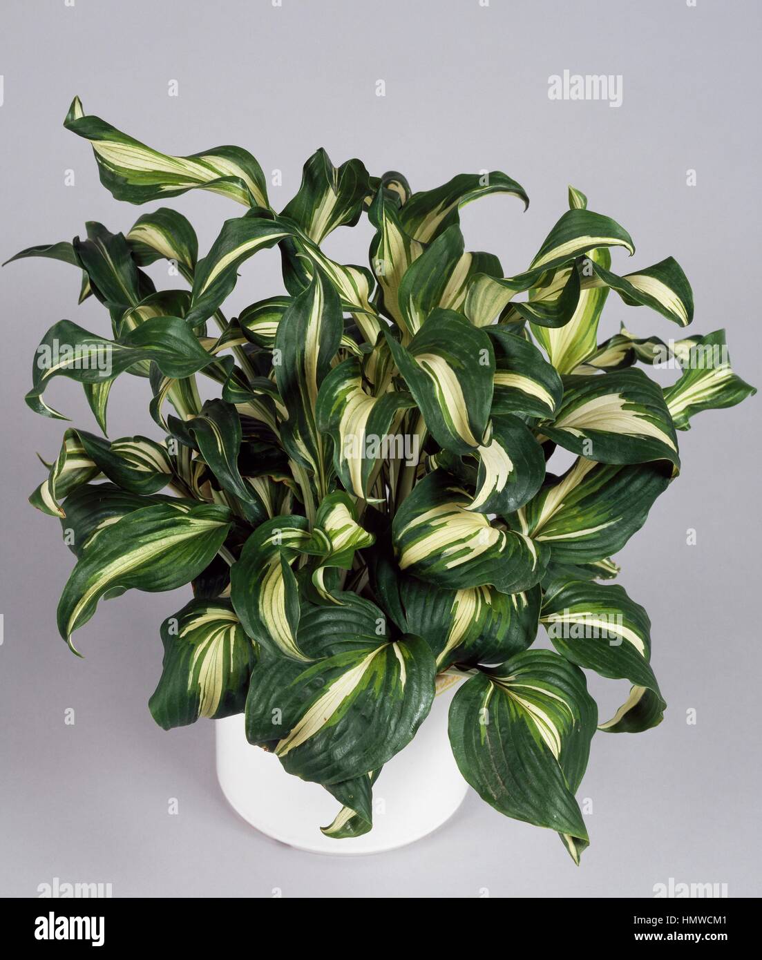 Wavy plantain lily (Hosta undulata Mediovariegata), Asparagaceae Stock ...