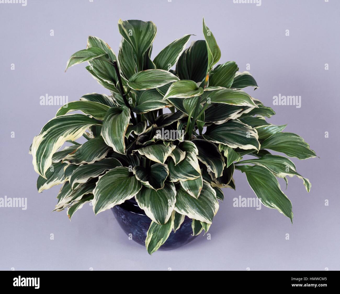Wavy plantain lily (Hosta undulata albomarginata), Asparagaceae Stock ...