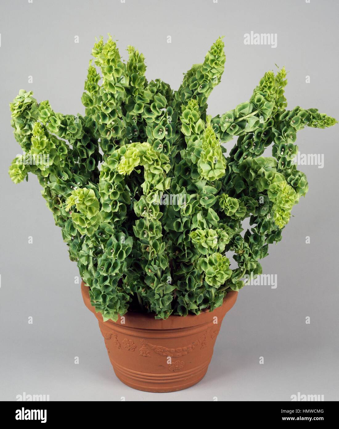 Moluccella laevis bells of ireland hi-res stock photography and images ...