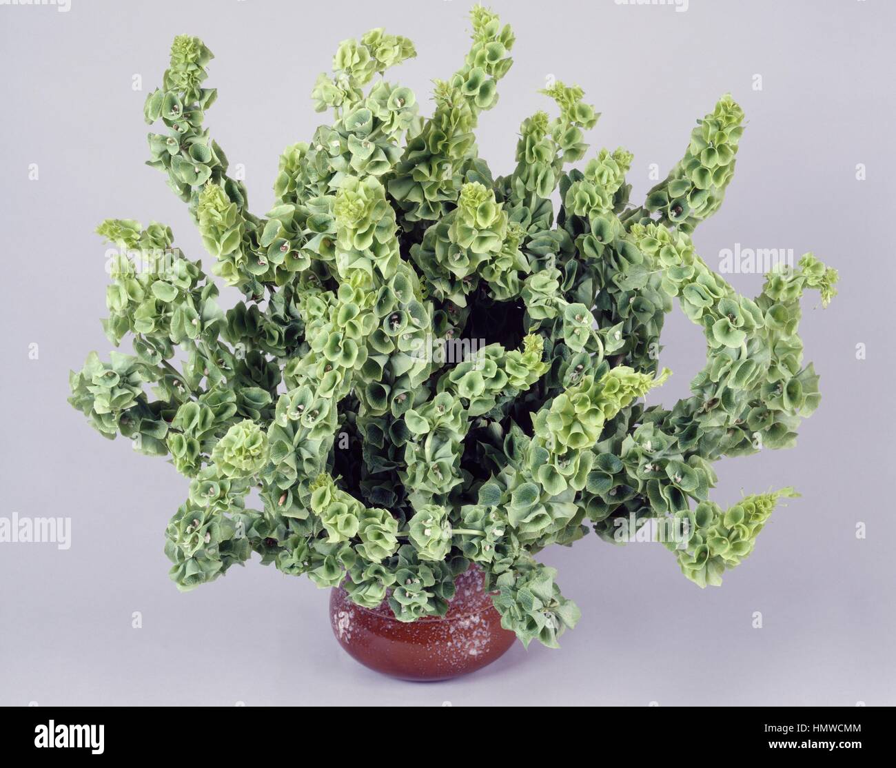 Molucella hi-res stock photography and images - Alamy