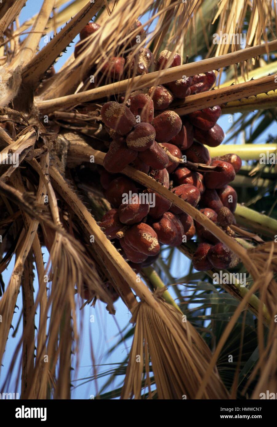 Coconut Palm (Cocos nucifera), Arecaceae, Egypt Stock Photo - Alamy