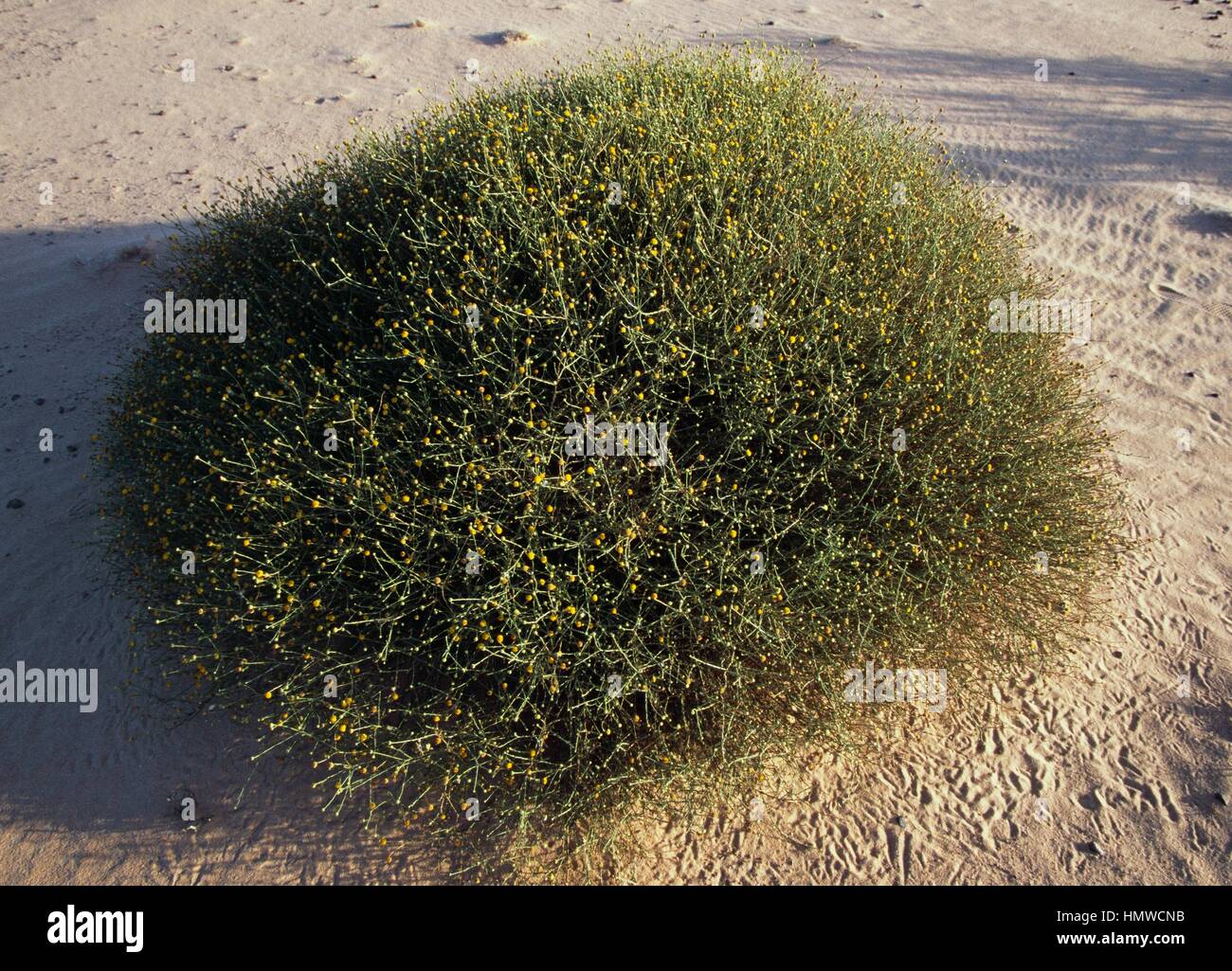 Desert plant, Libyan Desert, between Wadi El Rayan and Bahariya, Egypt ...