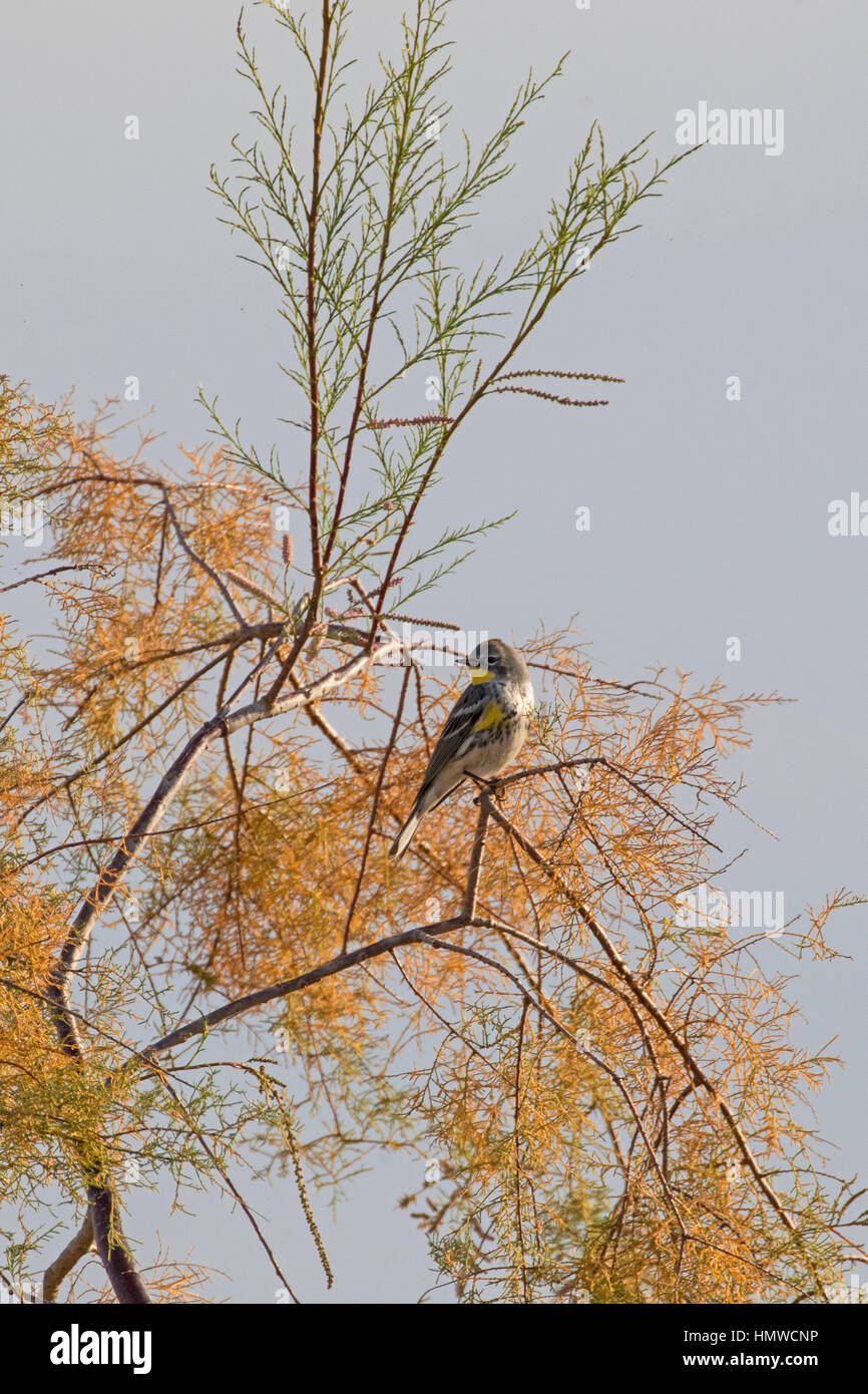 Desert aniaml hi-res stock photography and images - Alamy