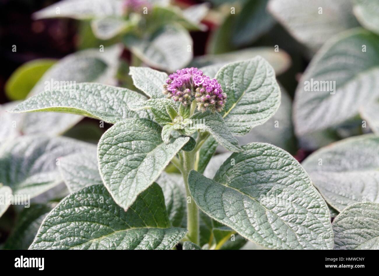 Heliotropium sp hi-res stock photography and images - Alamy