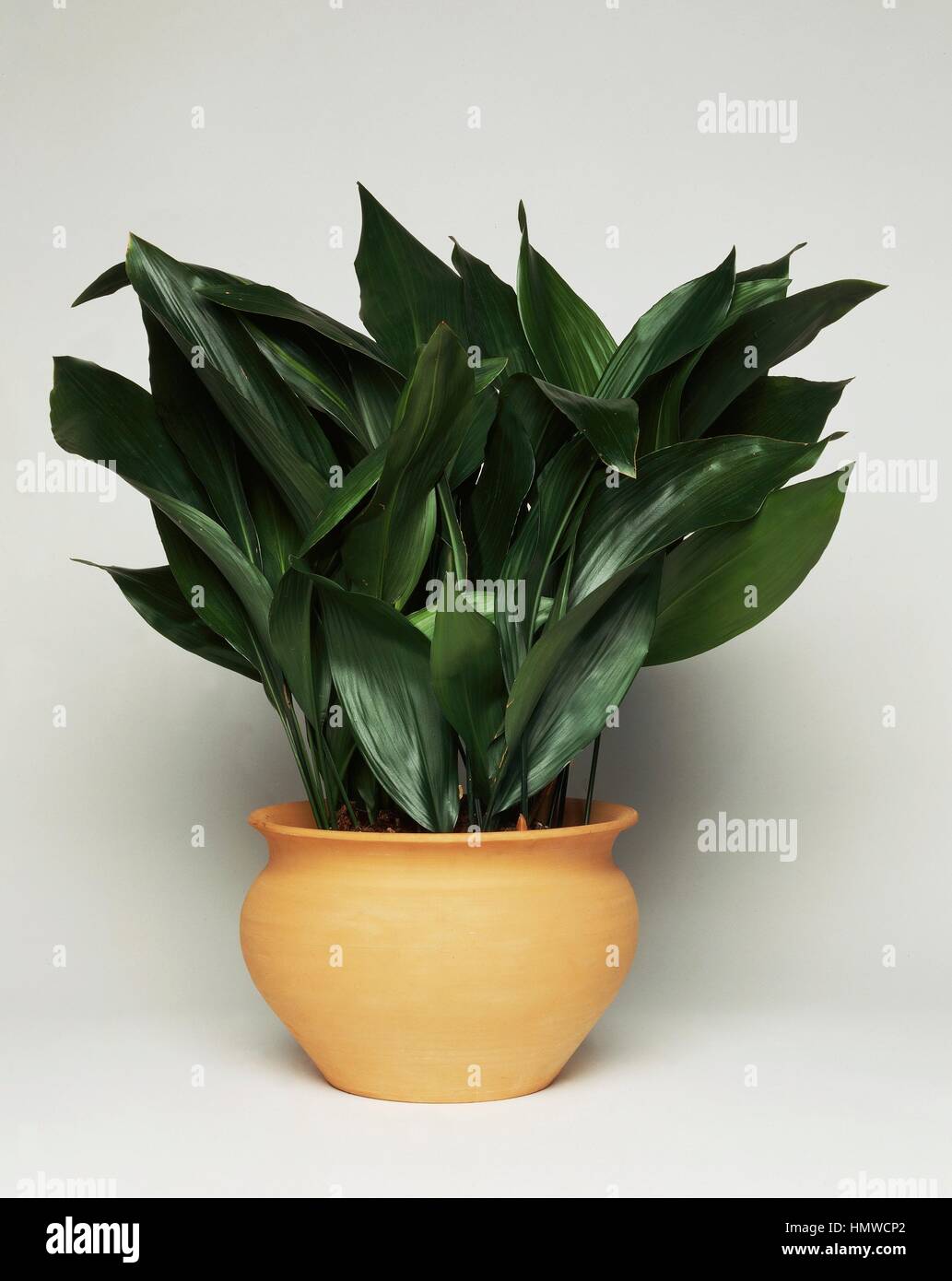 Aspidistra Elatior