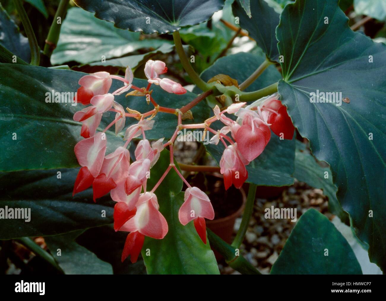 Begonia Pink Spot Lucerne, Begoniaceae Stock Photo - Alamy