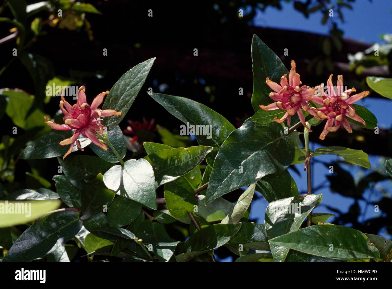 Western Sweetshrub (Calycanthus occidentalis), Calycanthaceae Stock ...