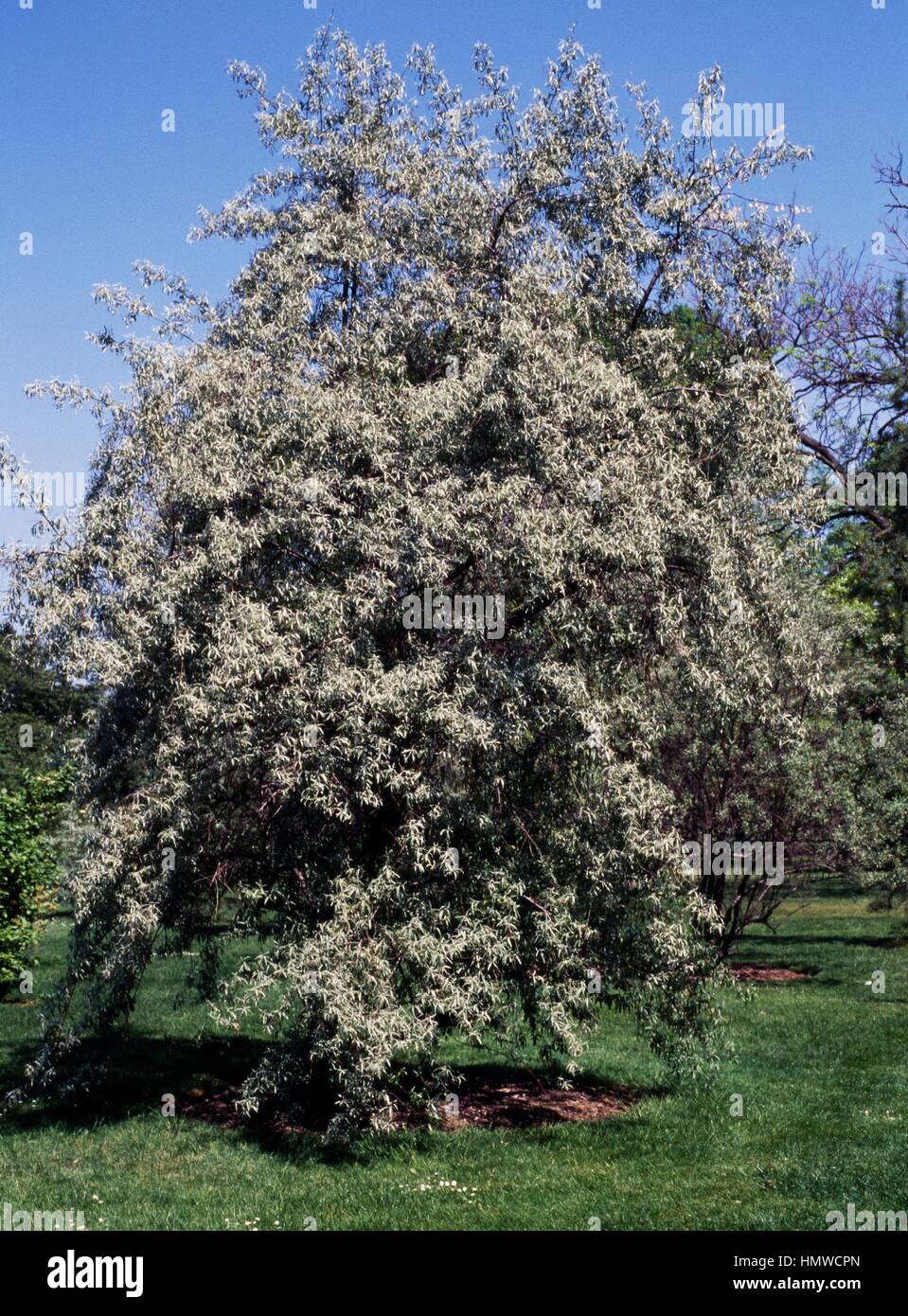 Elaeagnus conspicua, Elaeagnaceae Stock Photo - Alamy