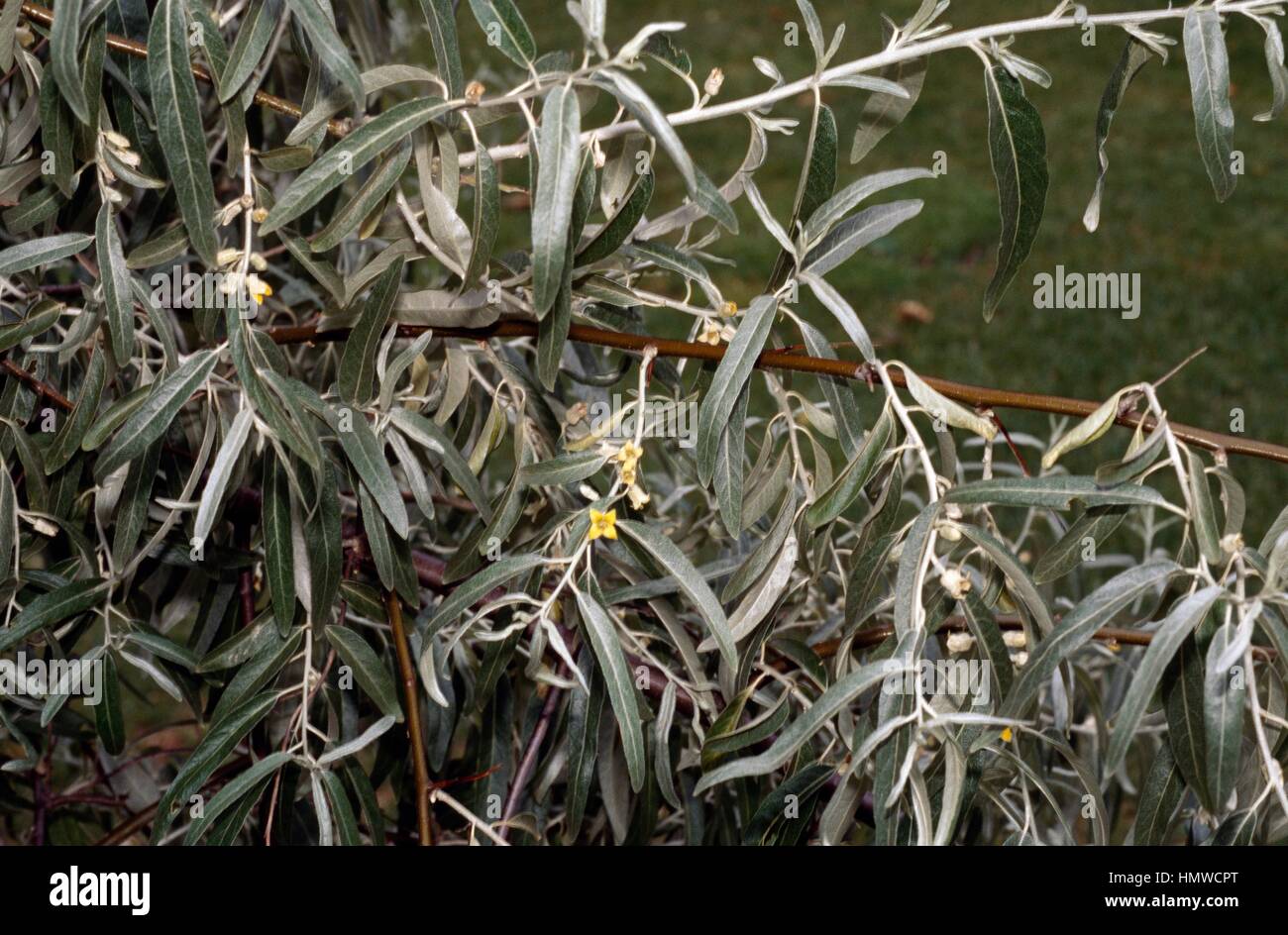 Elaeagnus capsicum hi-res stock photography and images - Alamy