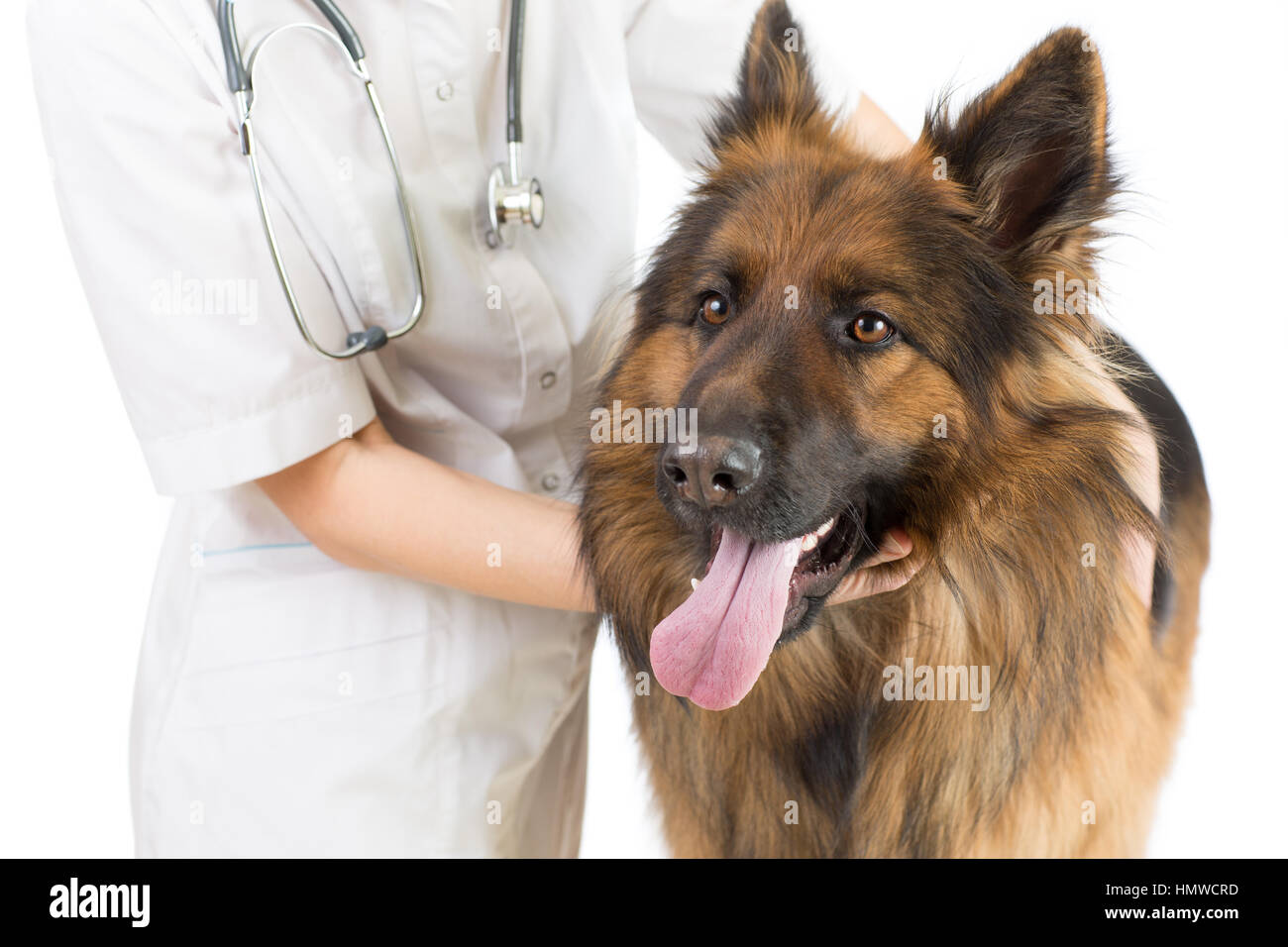 Shepherd dog examination by doctor isolated Stock Photo - Alamy