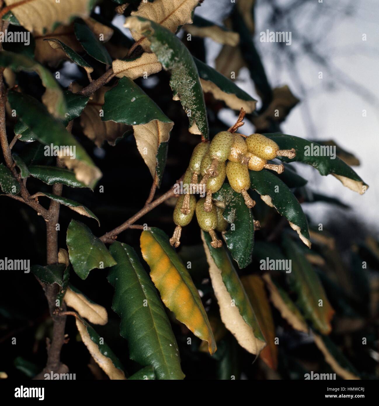 Elaeagnus x reflexa fruits hi-res stock photography and images - Alamy