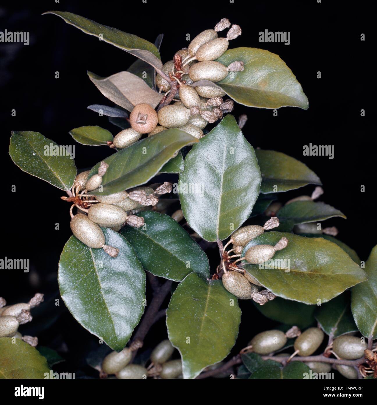 Elaeagnus macrophylla hi-res stock photography and images - Alamy