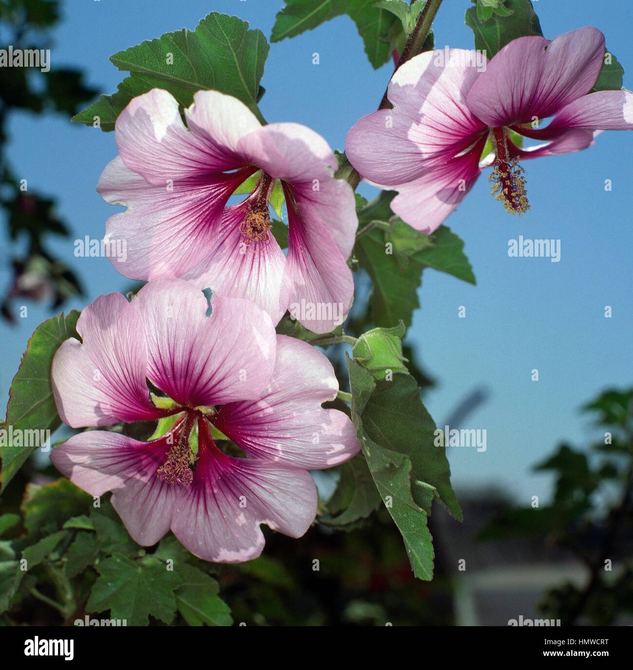 Tree mallow (Lavatera maritima), Malvoideae Stock Photo - Alamy