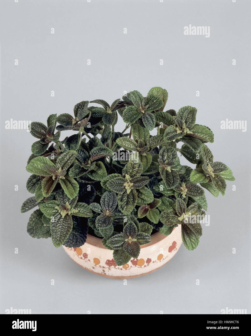 Pan american friendship plant hi-res stock photography and images - Alamy