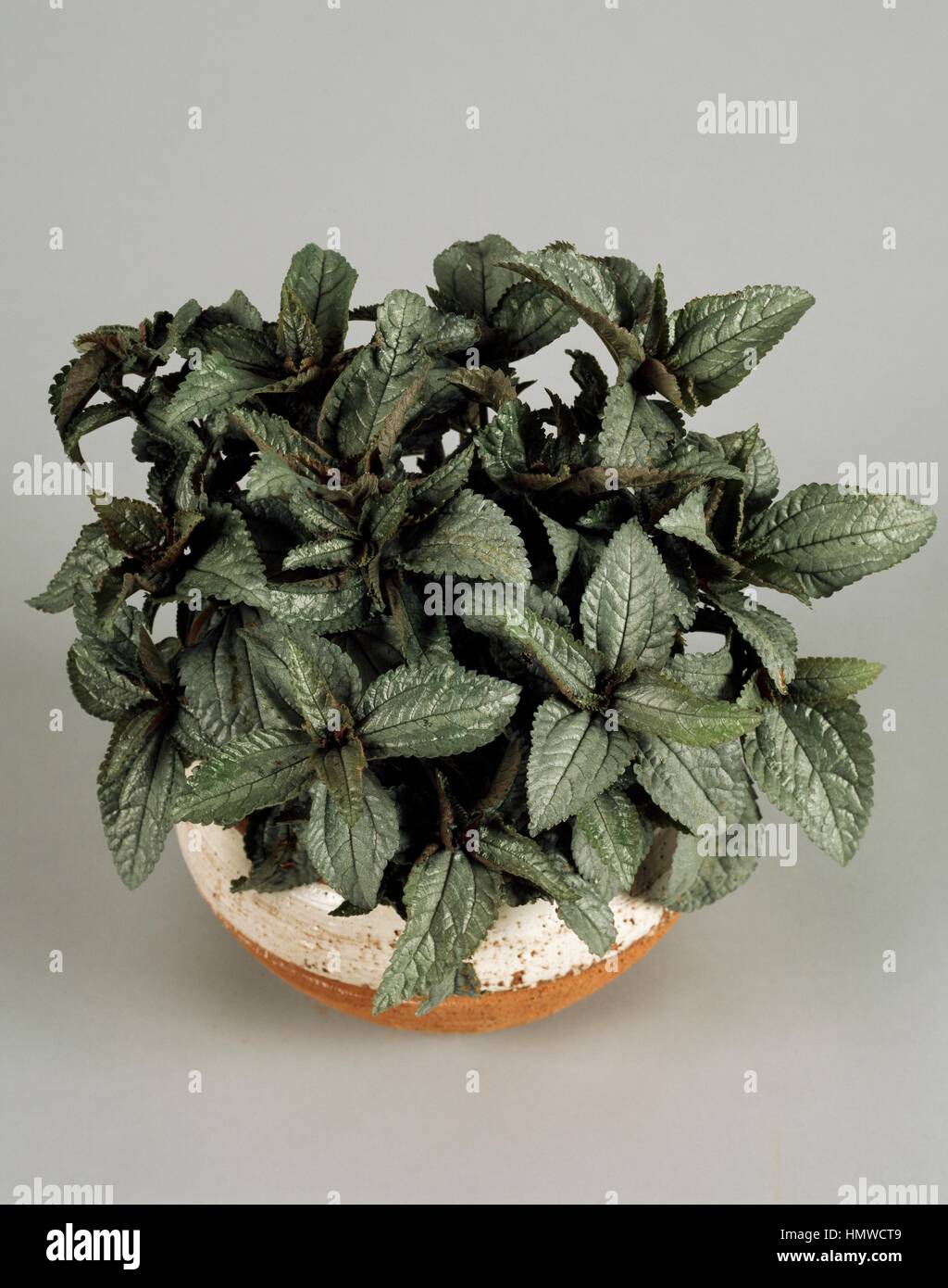 Clearweed (Pilea Ellen), Urticaceae Stock Photo - Alamy