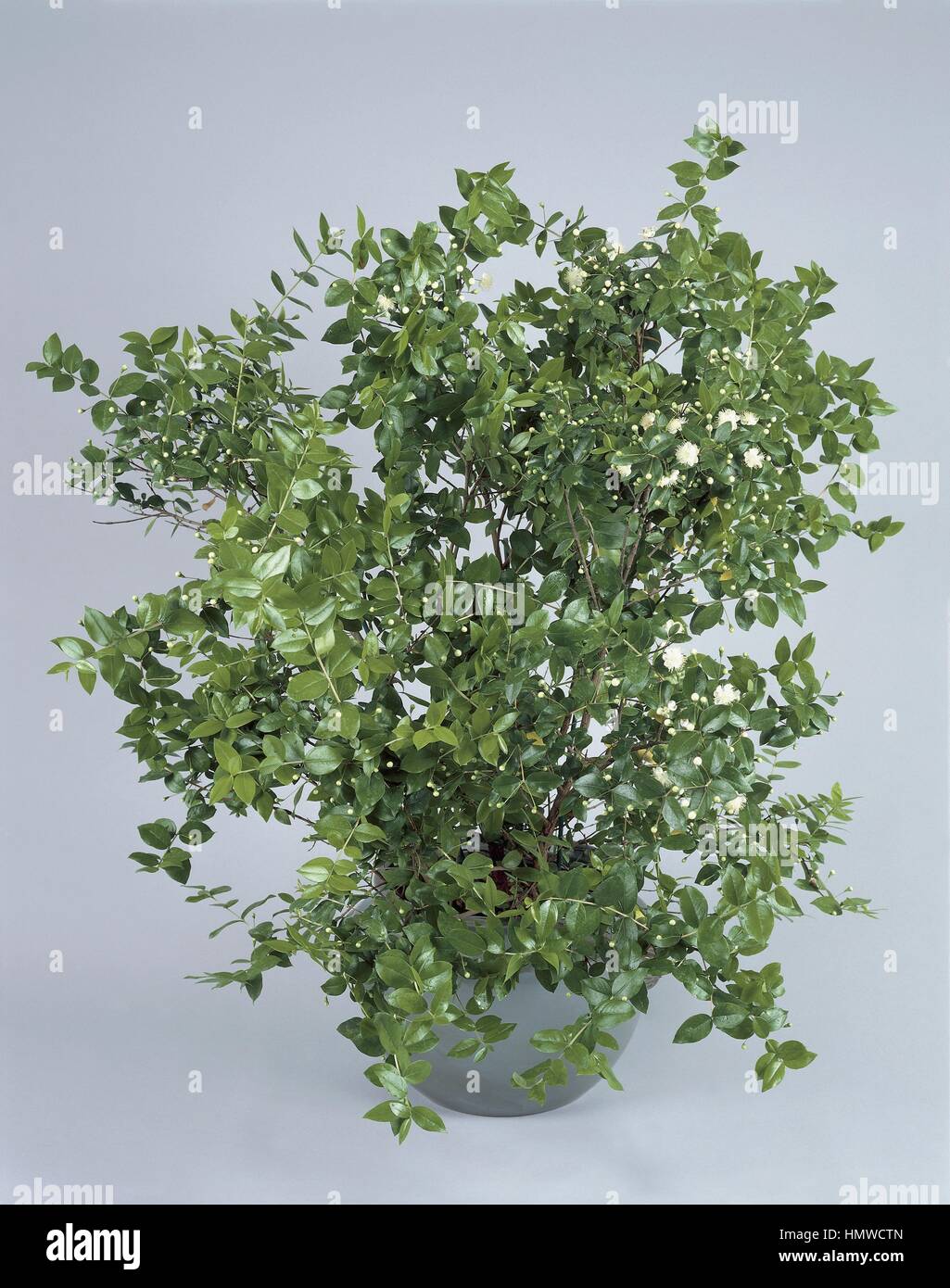 True myrtle hi-res stock photography and images - Alamy