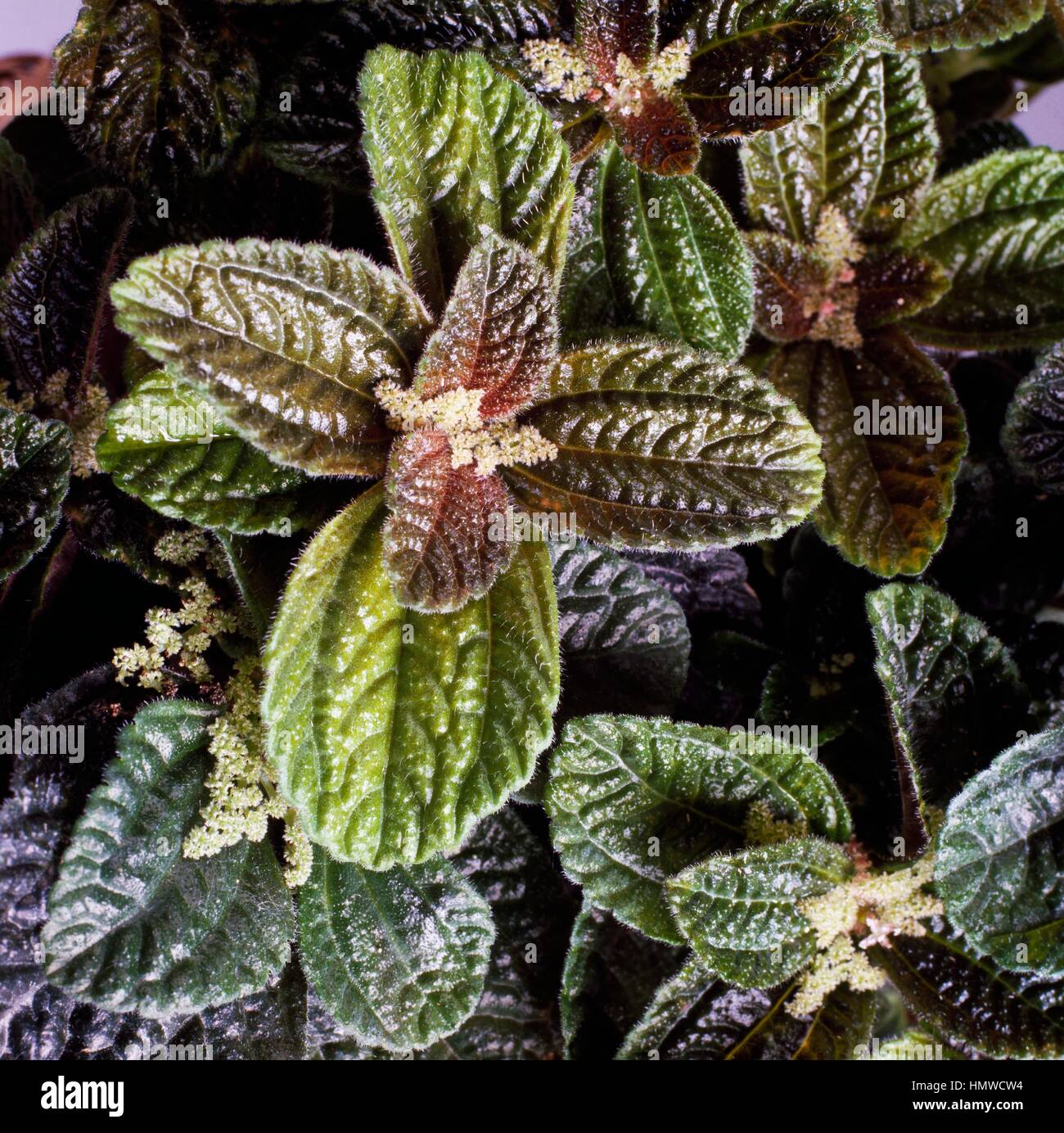 Friendship plant or Panamiga (Pilea involucrata), Urticaceae Stock ...
