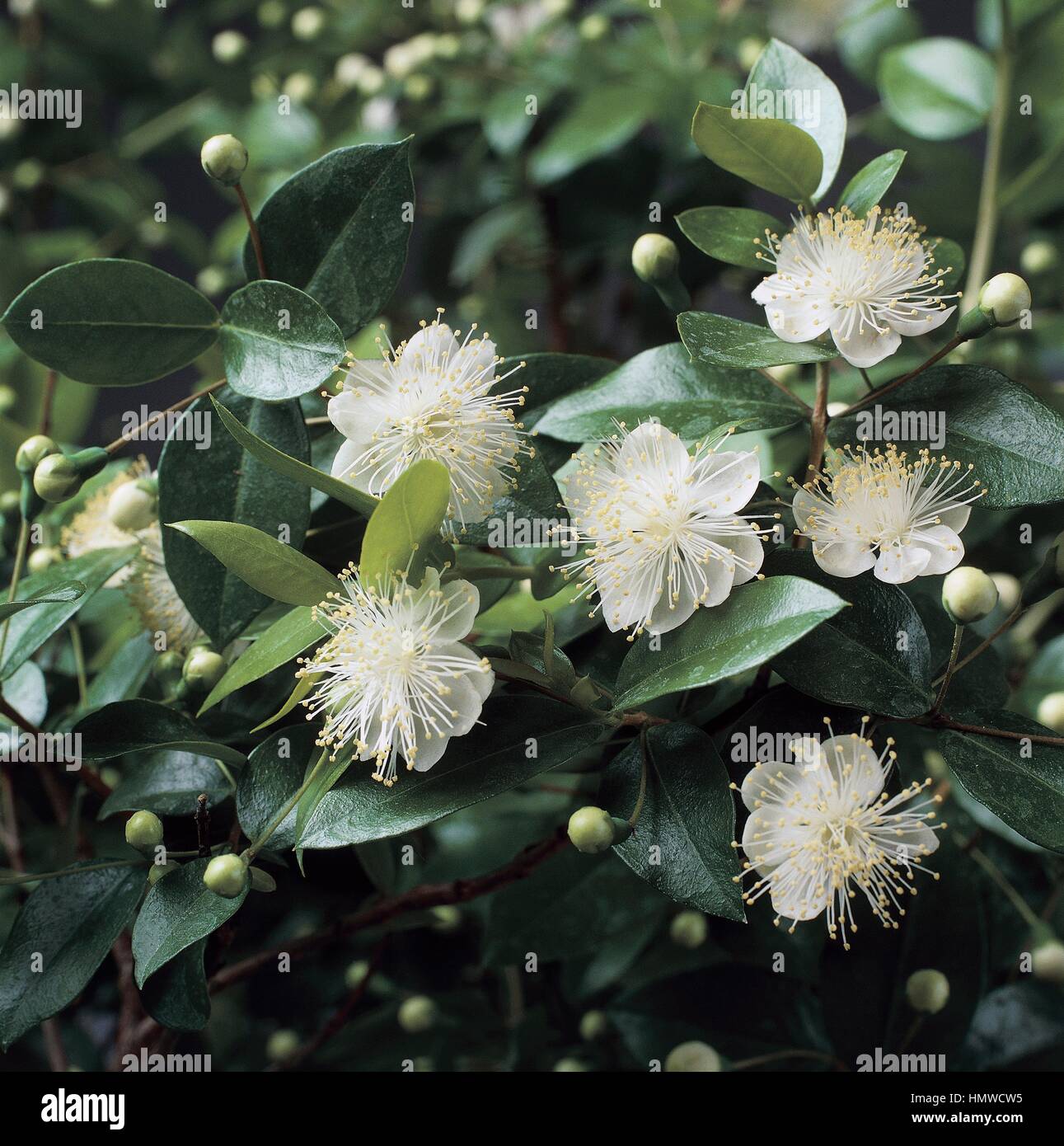 Myrtus flowers hi-res stock photography and images - Alamy