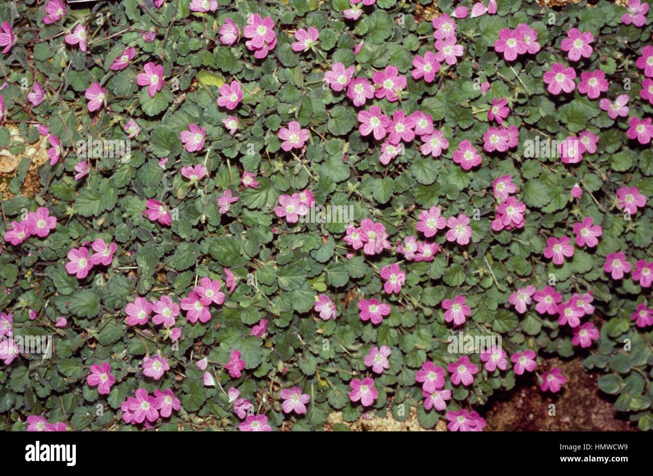 Erodium x variabile, Geraniaceae Stock Photo - Alamy