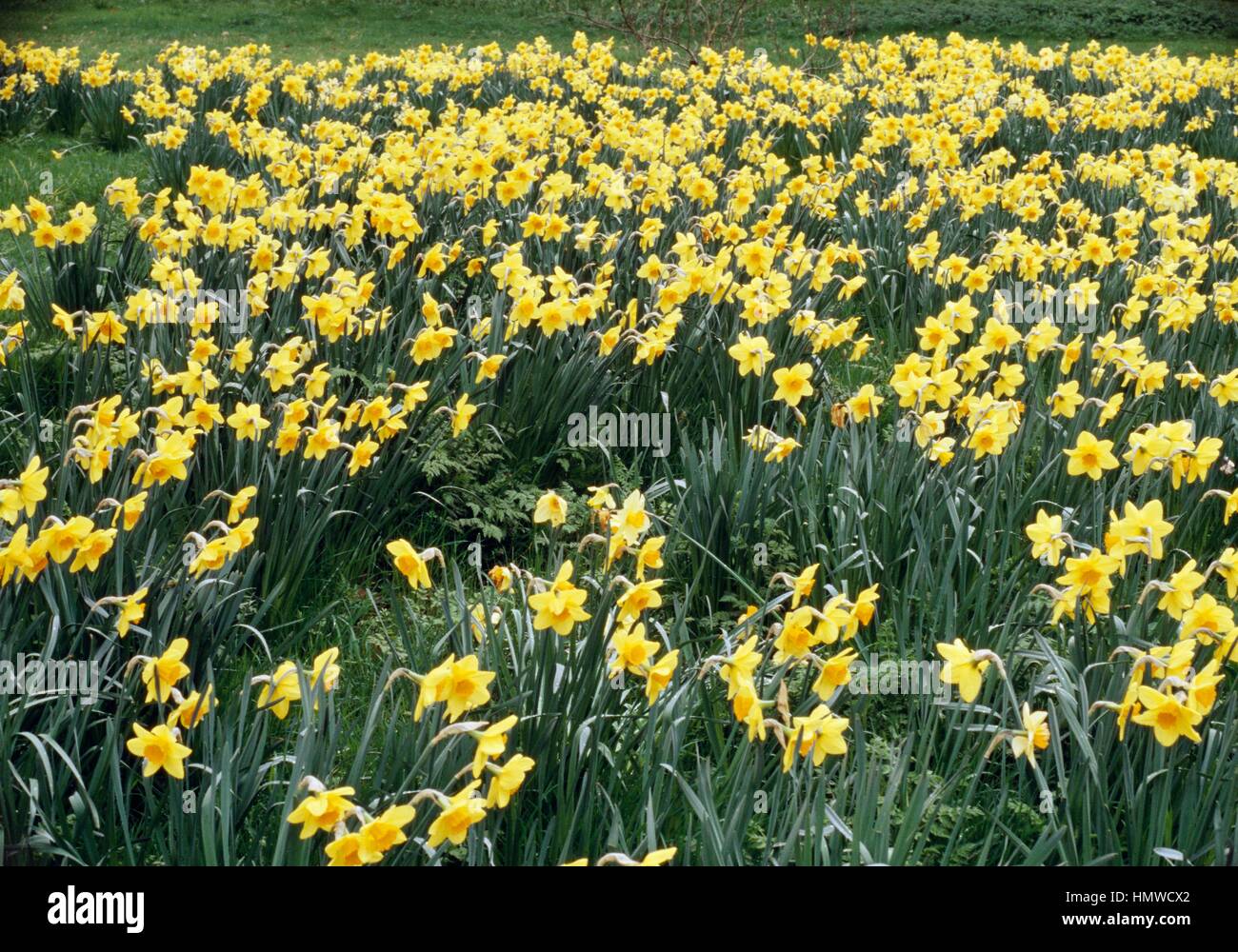 Wild daffodil or lent lily (Narcissus pseudonarcissus), Amaryllidaceae ...