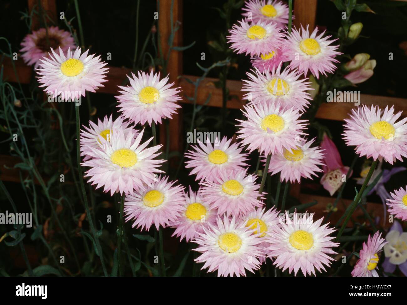 Acroclinium roseum Bunny or Helipterum roseum, Asteraceae Stock Photo ...