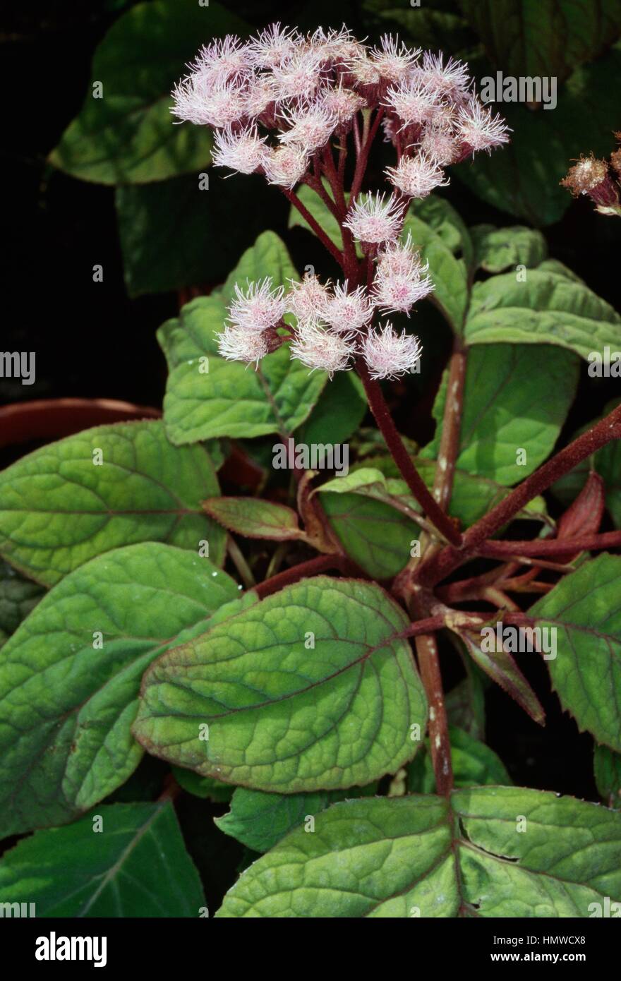 Purple torch or Blue mist flower (Eupatorium sordidum), Asteraceae ...