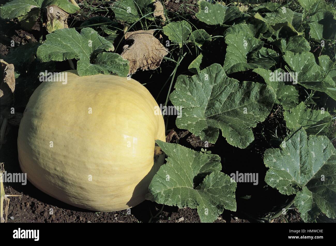 Botany - Cucurbitaceae - Squash (Cucurbita pepo Stock Photo - Alamy