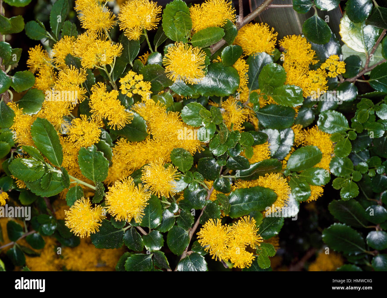 Azara hi-res stock photography and images - Alamy