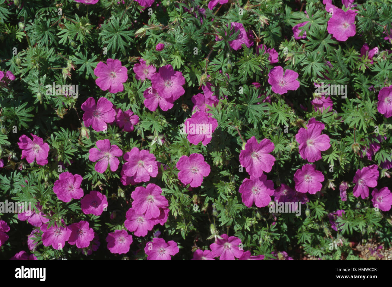 Bloody crane's bill or Bloody geranium (Geranium sanguineum ...
