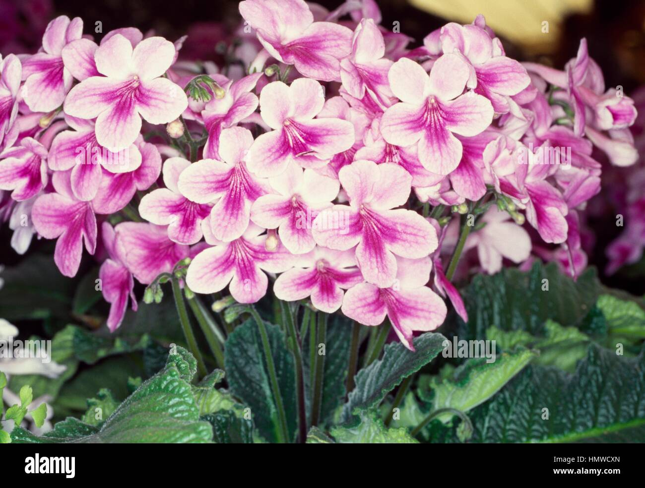 Cape Primrose (Streptocarpus Tina), Gesneriaceae Stock Photo - Alamy
