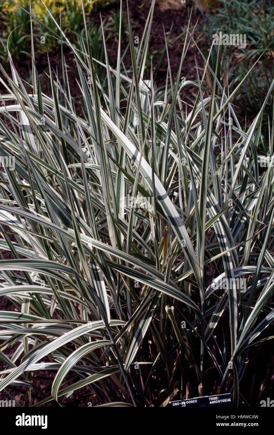Variegated maiden grass (Miscanthus sinensis Variegatus), Poaceae Stock ...