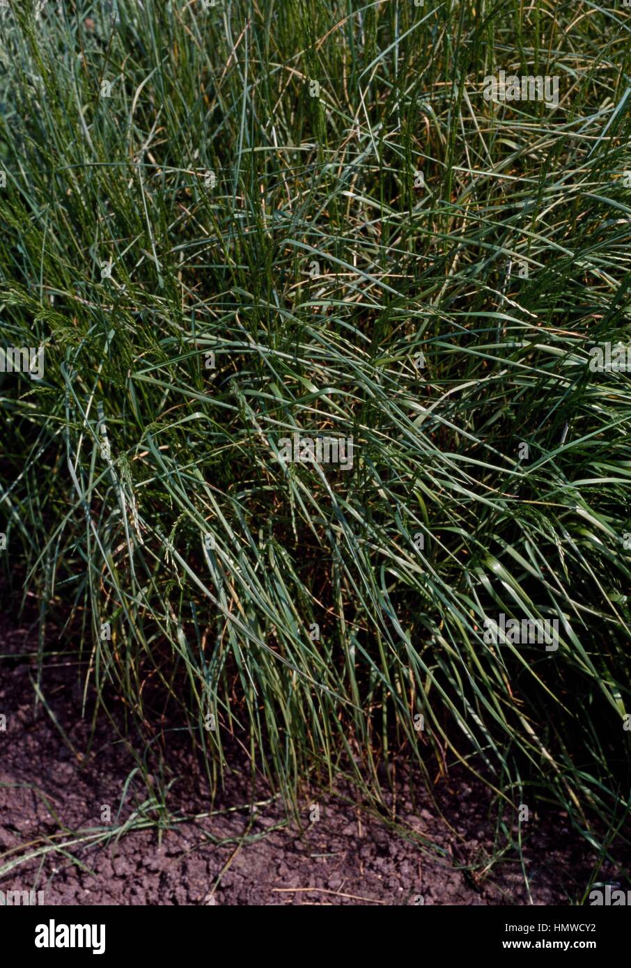 Wood bluegrass (Poa nemoralis), Poaceae Stock Photo - Alamy